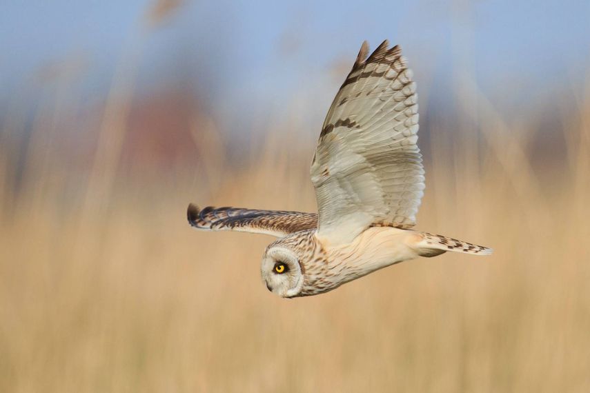 31 Flying Objects Captured