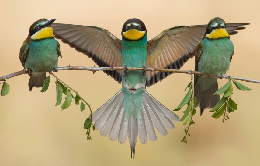 17 Beautiful Photos of Birds Taking Flight That Will Make You Want To ...