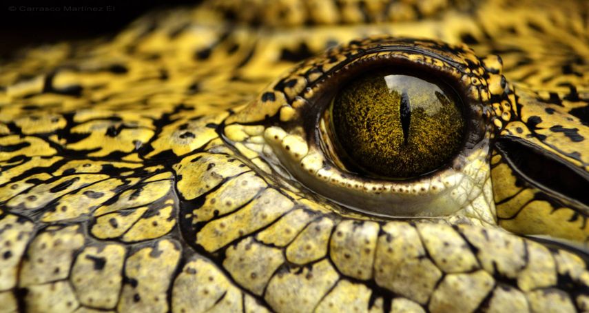 43 Cute Adorable Squishy Creatures