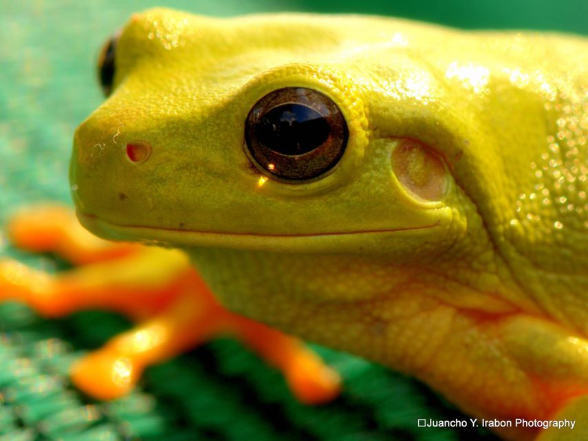 43 Cute Adorable Squishy Creatures