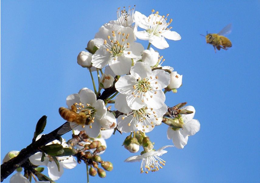 33 Of The Very Best Photos of "Spring" That You Will Ever See