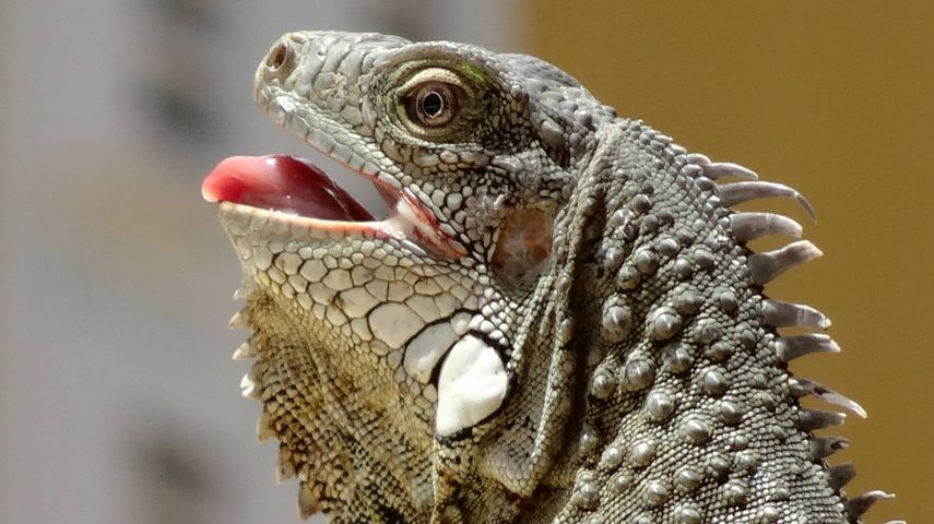 43 Cute Adorable Squishy Creatures