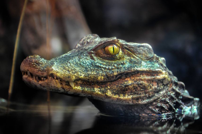 43 Cute Adorable Squishy Creatures