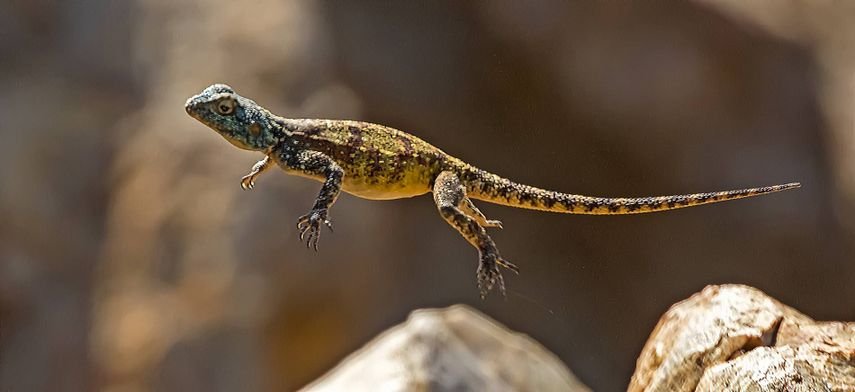 43 Cute Adorable Squishy Creatures