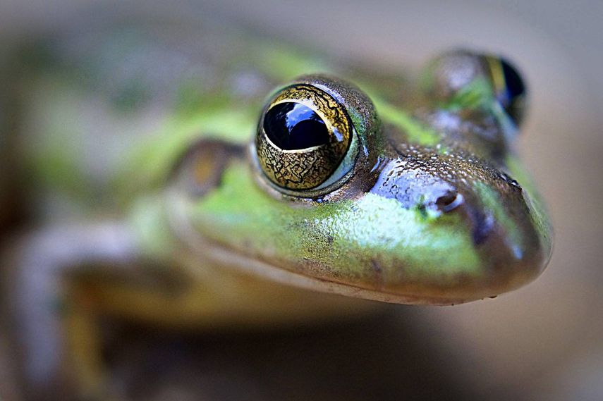 43 Cute Adorable Squishy Creatures