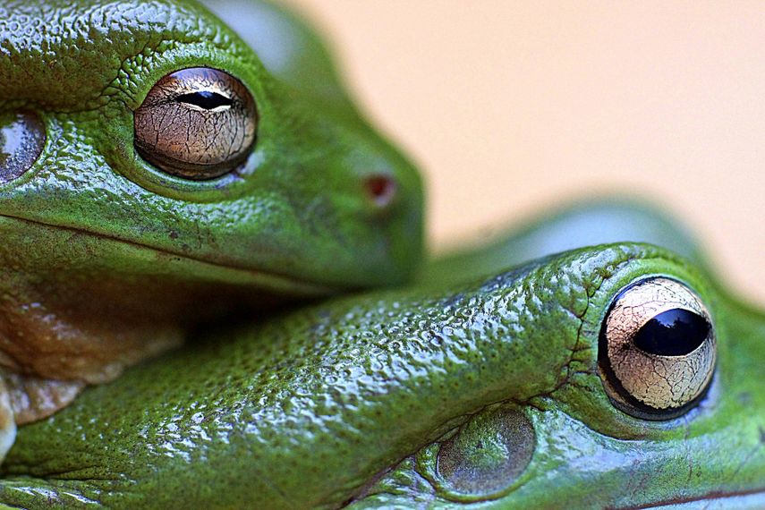 43 Cute Adorable Squishy Creatures