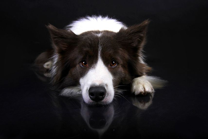 47 Furry Canine Foto Faves