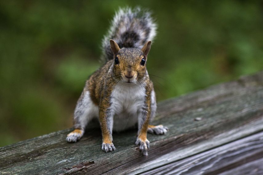 29 Images That Superbly Demonstrate the Beauty of Minimal Depth of Field