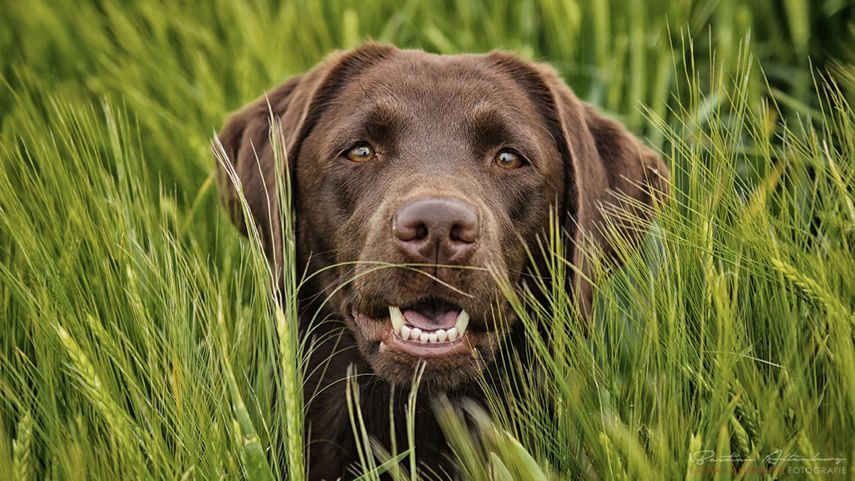 37 Precious Puppy Photos