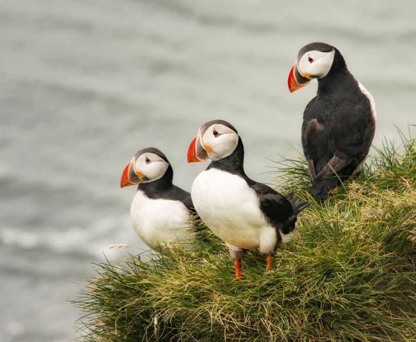 35 Photographs that Perfectly Exploit "The Rule of Odds"