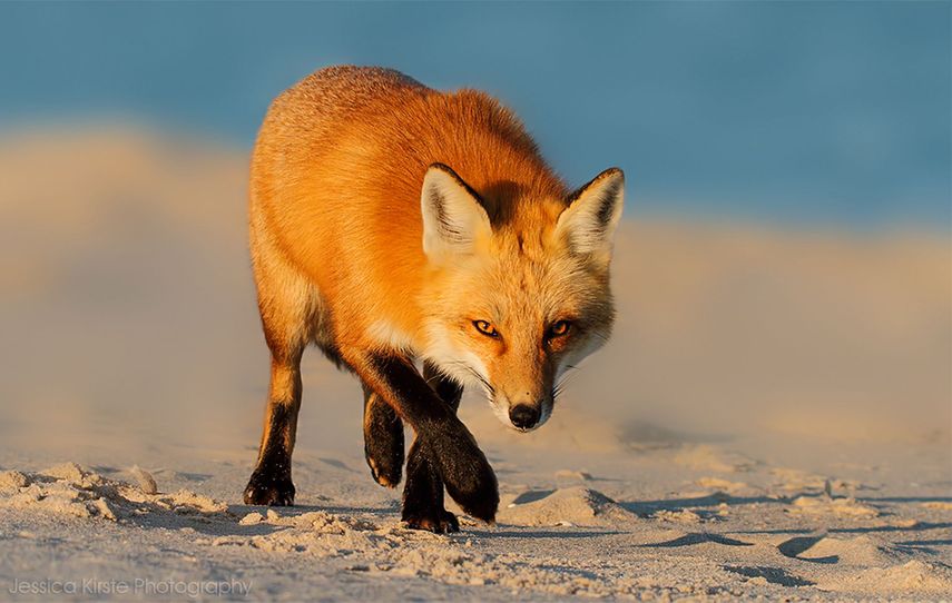 29 Images That Superbly Demonstrate the Beauty of Minimal Depth of Field