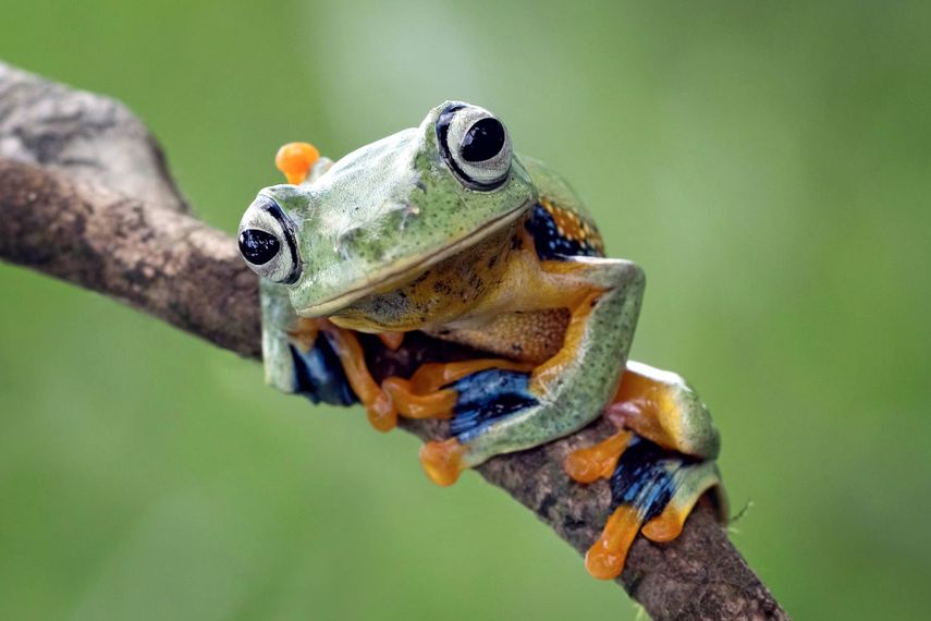 43 Cute Adorable Squishy Creatures