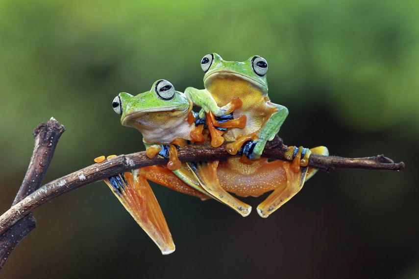 43 Cute Adorable Squishy Creatures