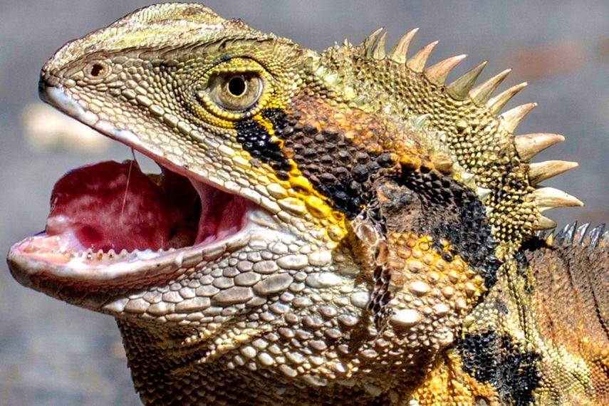 43 Cute Adorable Squishy Creatures