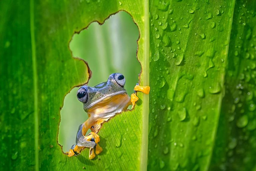 43 Cute Adorable Squishy Creatures