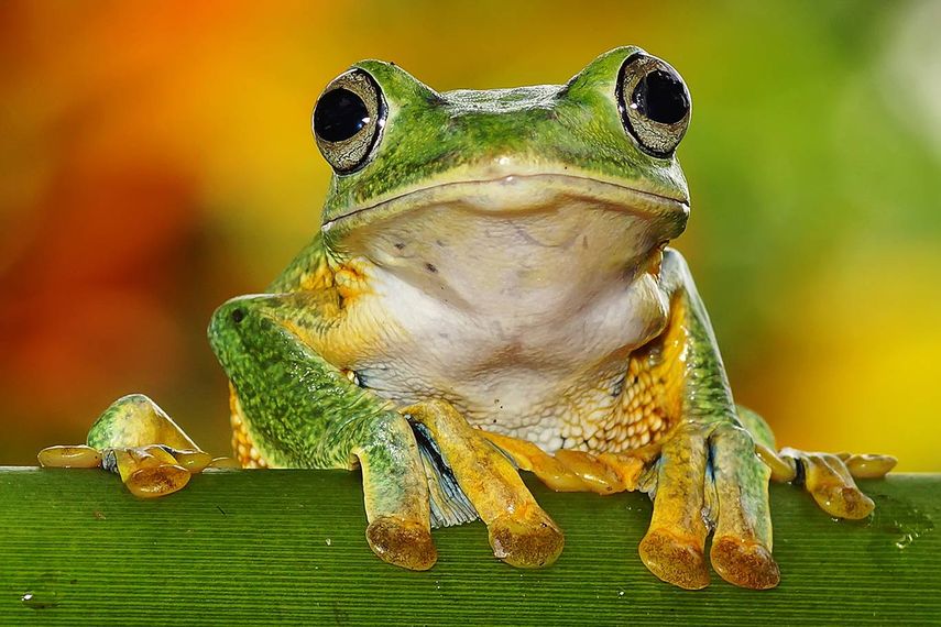 43 Cute Adorable Squishy Creatures