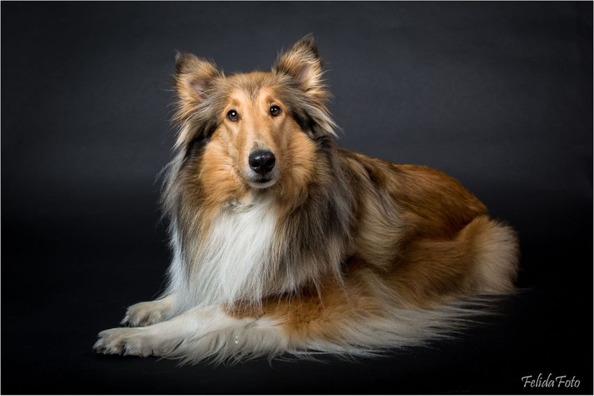 37 Precious Puppy Photos